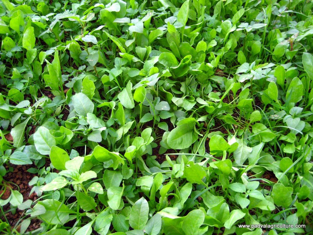 PADVAL AGRICULTURE AND FARM ENTERPRISES: Vegetable Farming